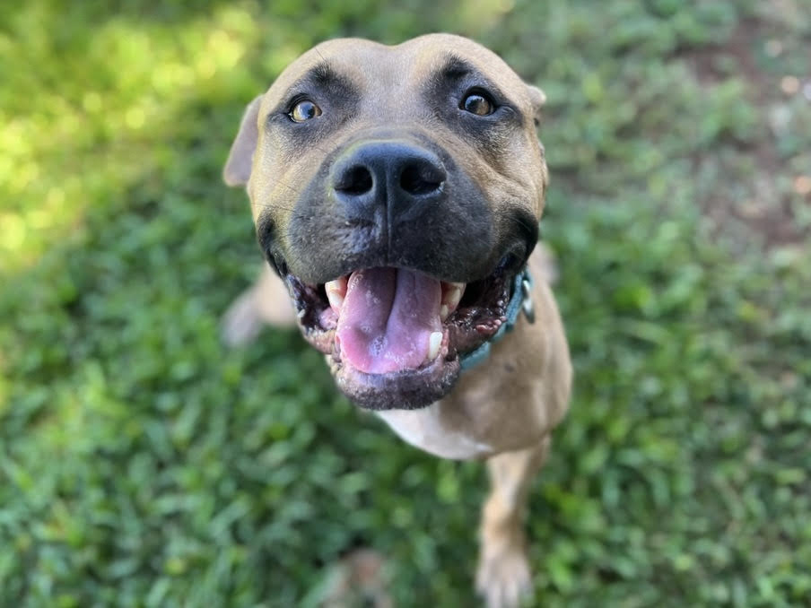 Maui Humane Society’s Pet of the Week: Meet Bentley | News, Sports ...